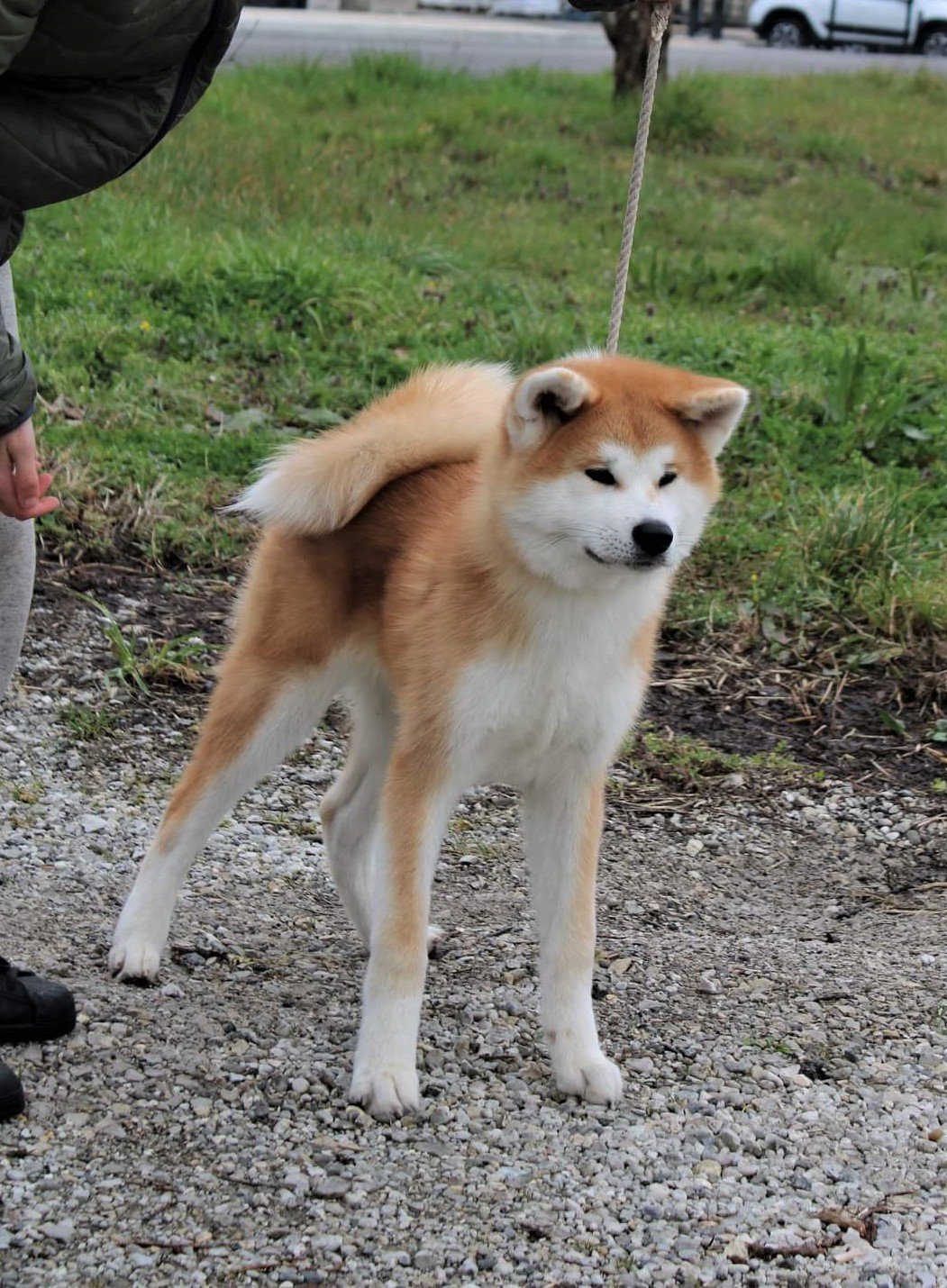 TOSHIRO GO SANAKO KEN - Chiot Akita Gironde